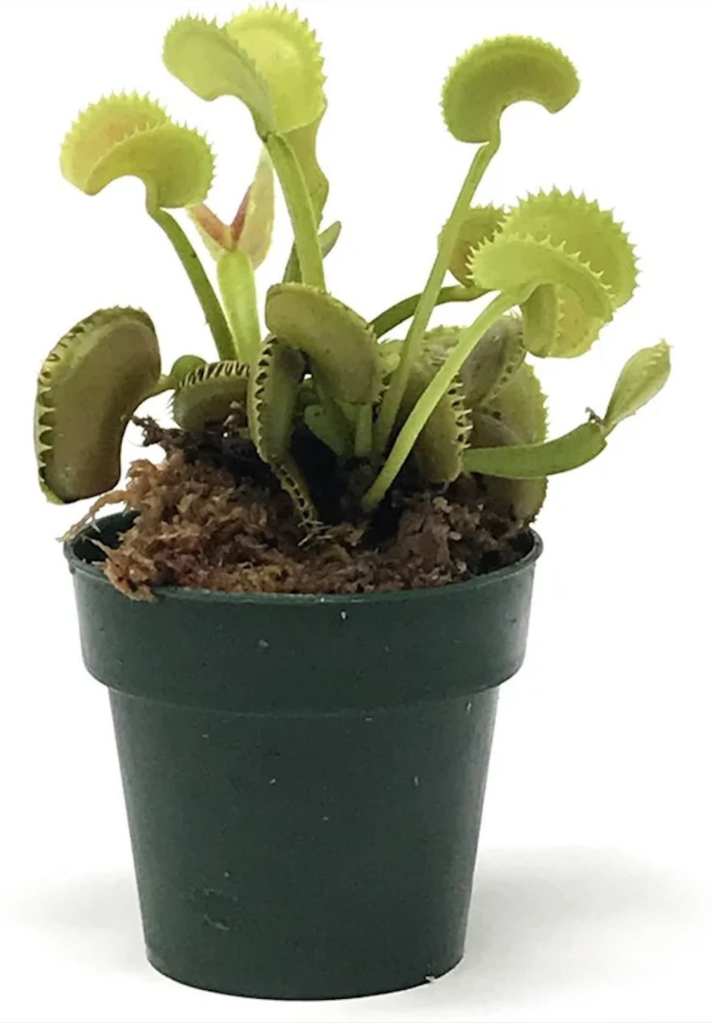 Dente Venus Fly Trap Carnivorous Plant - Dionaea muscipula - Live Plant