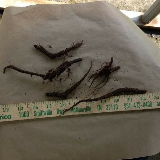 Virginia Bluebell 20 roots (Mertensia)