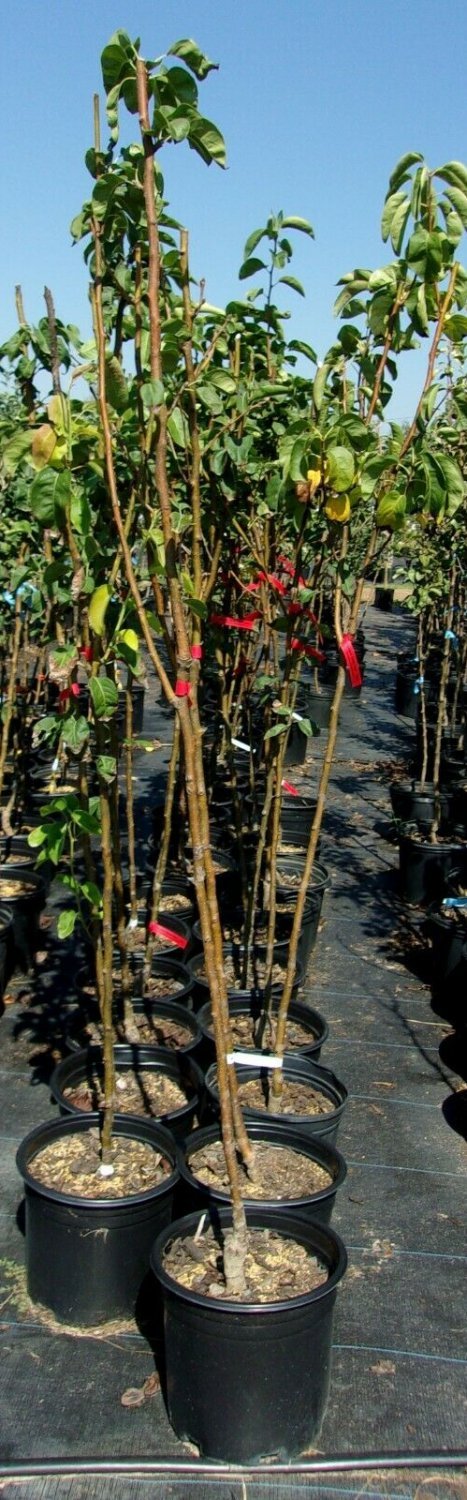 CHOJURO ASIAN PEAR 4-6 FT Tree New Plant Healthy Sweet Fruit Trees ...