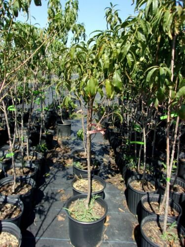 AUGUST LADY PEACH 4-6 FEET TREE PLANT SWEET JUICY PEACHES FRUIT TREES ...