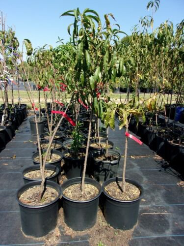 BIG RED PEACH 4-6 FT TREE PLANT SWEET JUICY PEACHES FRUIT TREES PLANTS NOW