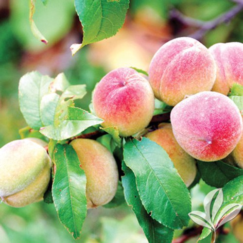 SENTINEL PEACH 4-6 FT TREE PLANT SWEET JUICY PEACHES FRUIT TREES PLANTS