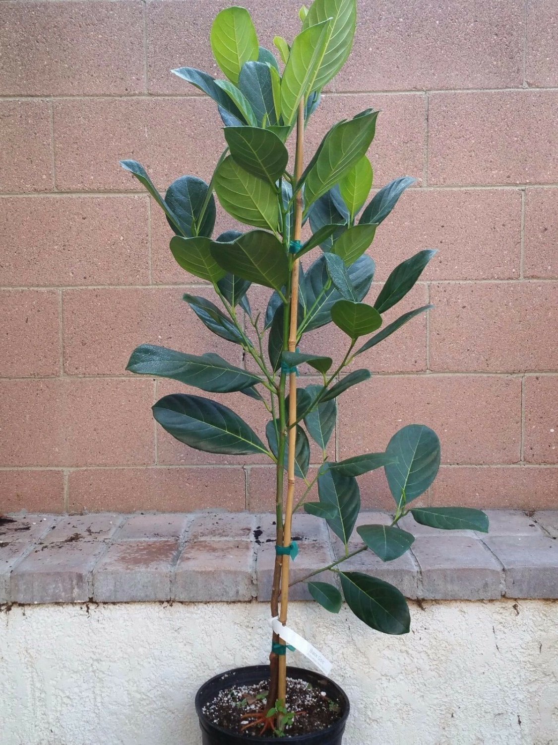 Jackfruit (Gold Nugget) Tropical Fruit Trees live plants indoor/outdoor