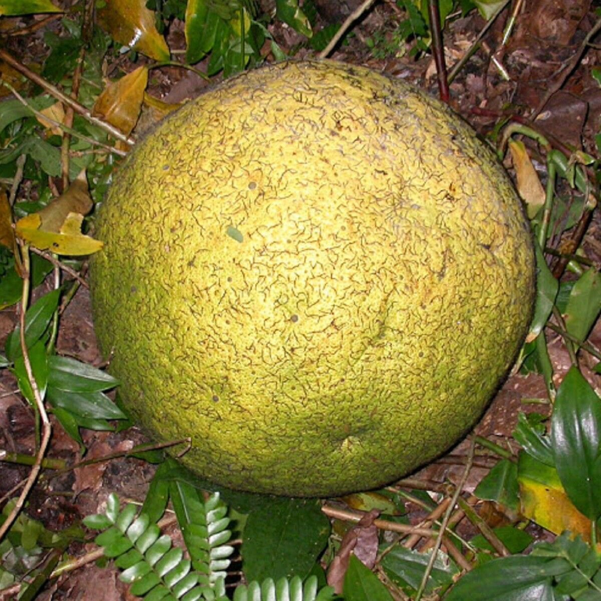 ~MOBIMBO~ Treculia africana ~UKWA~ African Breadfruit HUGE FRUIT Live ...