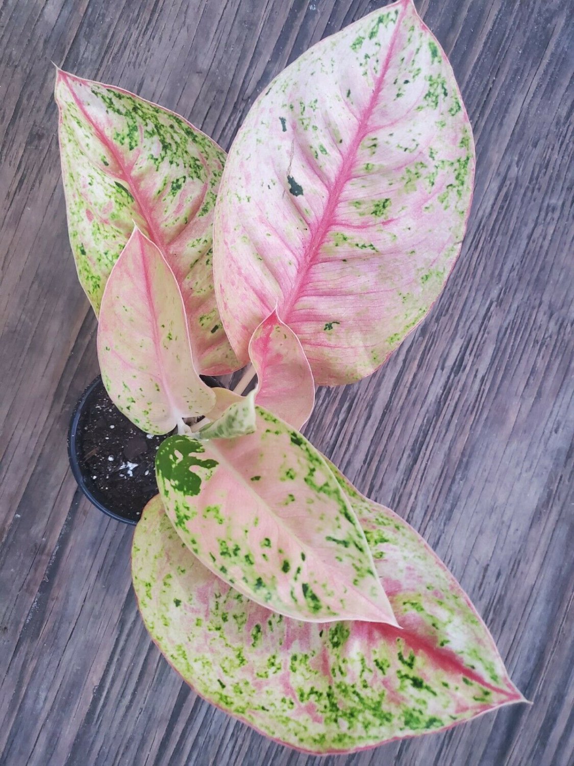 Aglaonema Legacy Chinese Evergreen Gorgeous