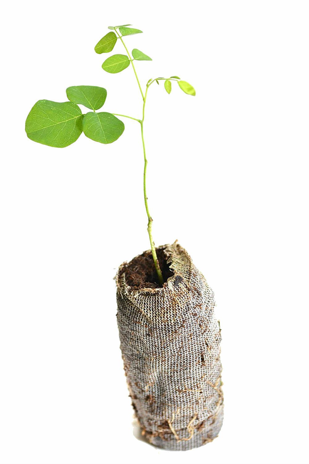 3 Black Locust Live Trees Robinia Pseudoacacia Starter Plants Outdoor ...