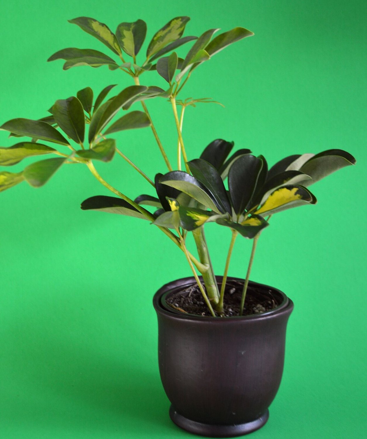 Schefflera Arboricola Plant Live Tree 4"Ceramic Vase Pot Indoor ...