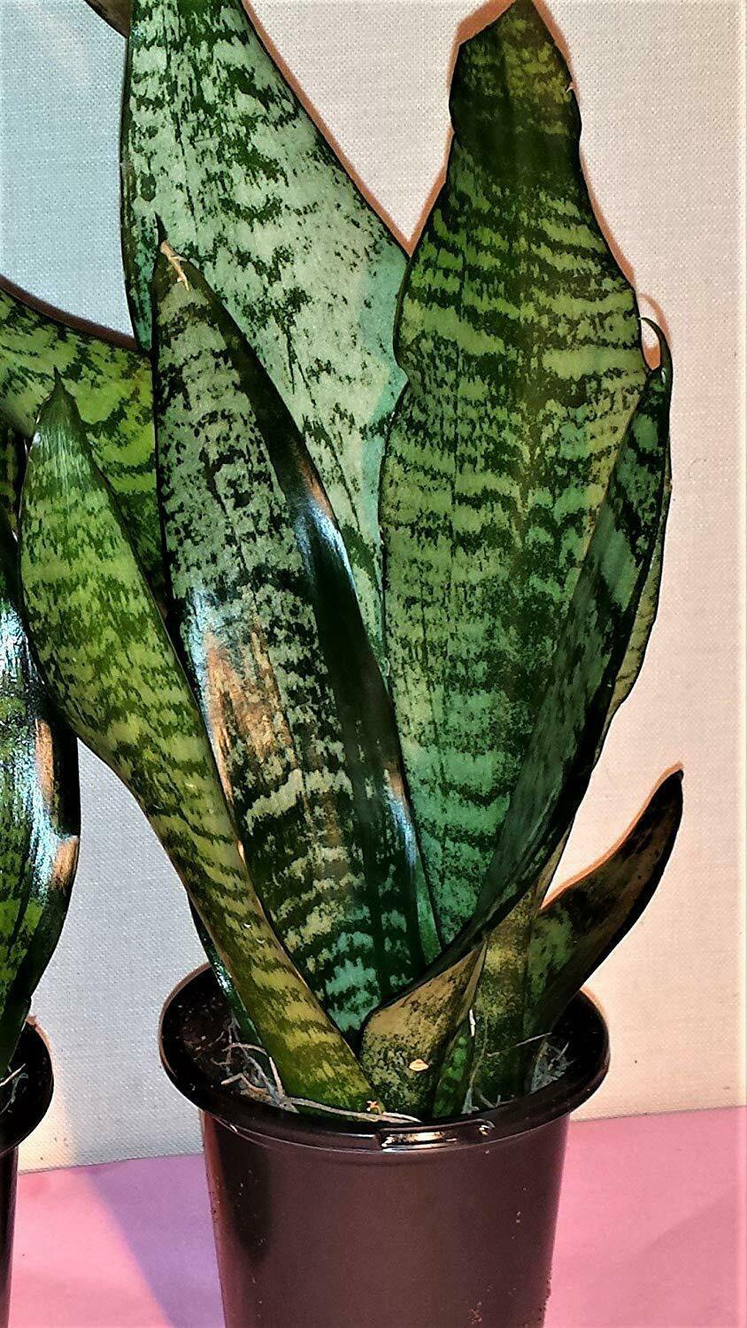 Snake Plant Sansevieria Superba Robusta Mother-in-law's Tongue 4" Pot ...