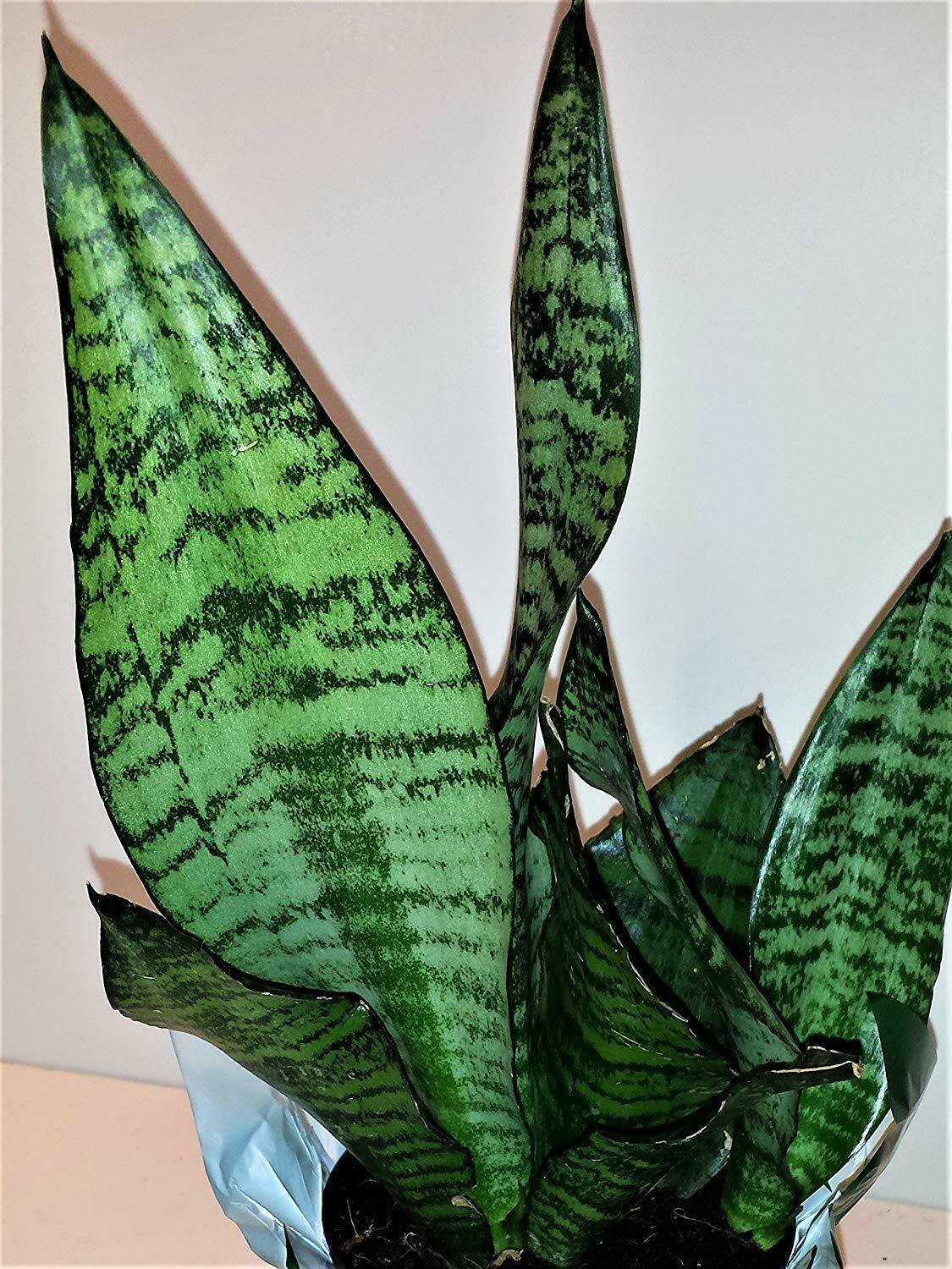 Snake Plant Sansevieria Superba Robusta Mother-in-law's Tongue 4" Pot ...