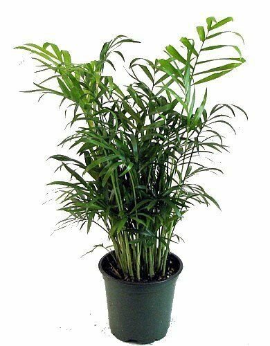 Victorian Parlor Palm Chamaedorea Indestructable 4" Pot Home Garden ...