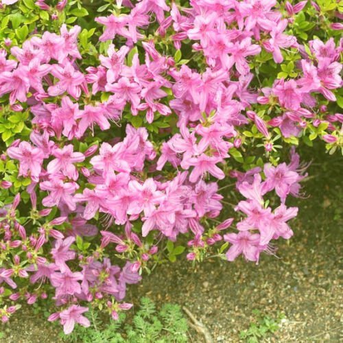KOREAN AZALEA LIVE STARTER PLANT Rhododendron yedoense 'Poukhanense ...