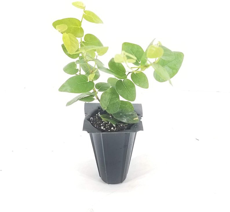 (20 plant) Creeping Fig Vine | Ficus Pumila