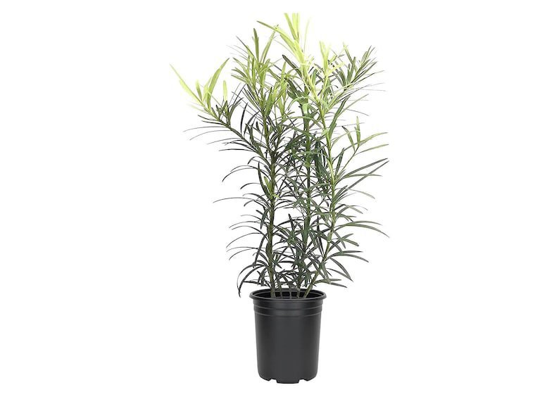 (5 plant) Podocarpus Macrophyllus | Live 4 Inch Pots | Japanese Yew ...