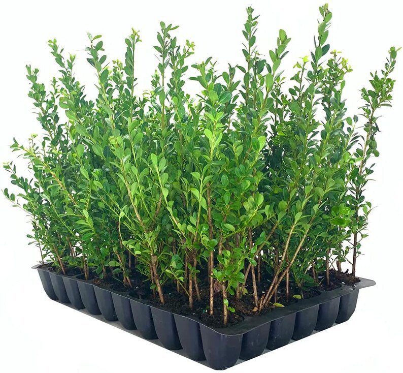 (20 plant) Japanese Holly Ilex Compacta Crenata | Live Plants | Low ...