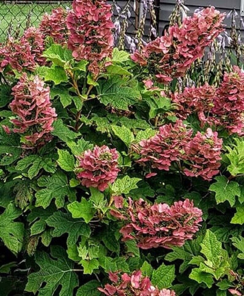 HYDRANGEA 'RUBY SLIPPERS'- OAKLEAF HYDRANGEA -PLANT - APPROX 2-4 INCH