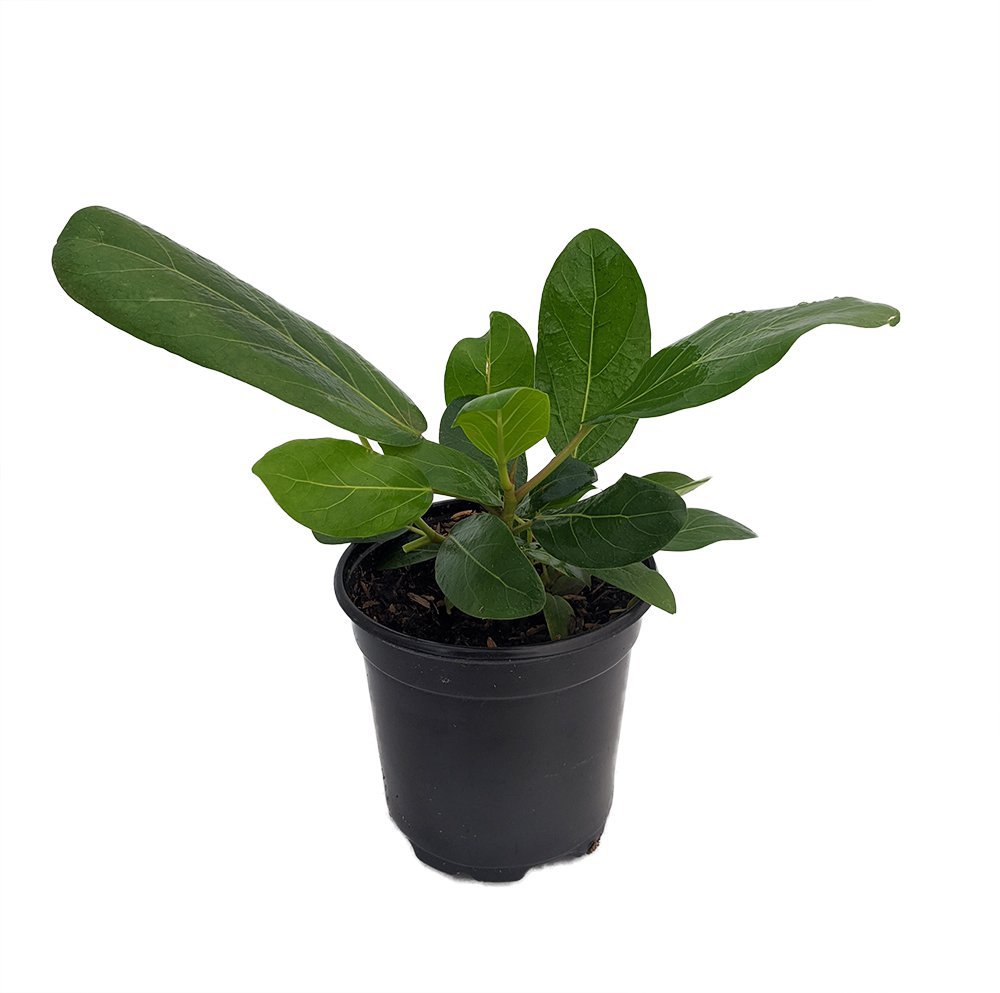 Audrey Indian Banyon Fig Tree - Ficus benghalensis - 4" Pot