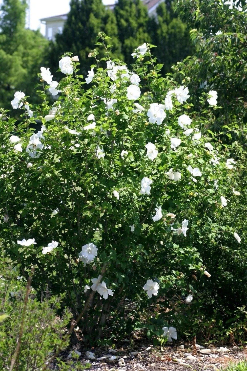 2 White Rose Of Sharon (Althea Trees) 2ft Tall Now Live Shrubs