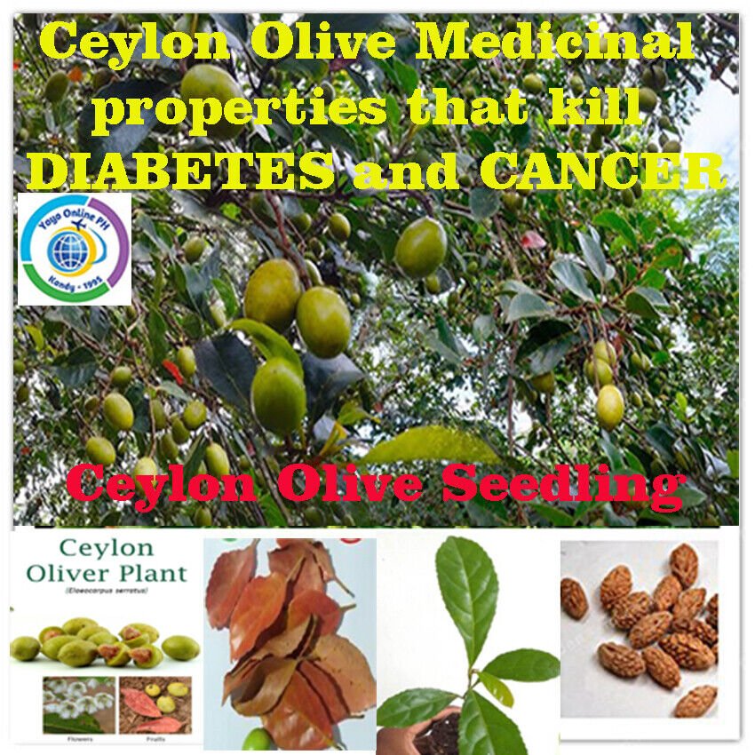 20 SEEDS - CEYLON OLIVE TREE SEED - OLEA EUROPAEA Free Shipping