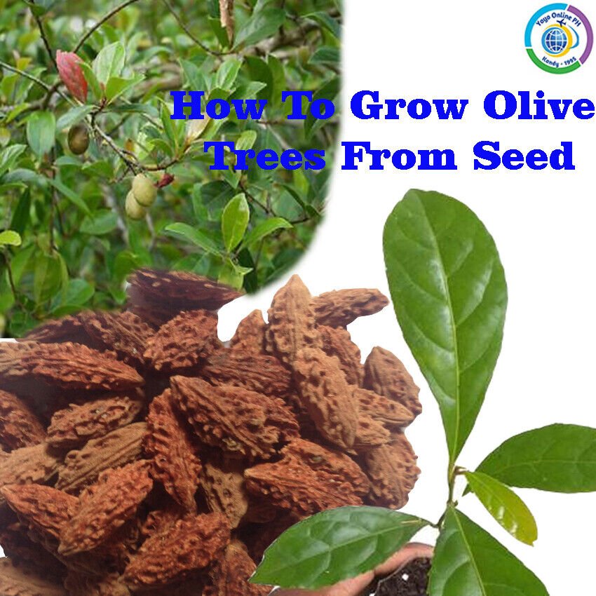 20 SEEDS - CEYLON OLIVE TREE SEED - OLEA EUROPAEA Free Shipping