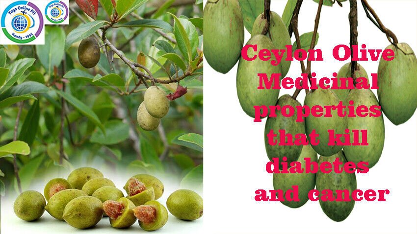 20 SEEDS - CEYLON OLIVE TREE SEED - OLEA EUROPAEA Free Shipping