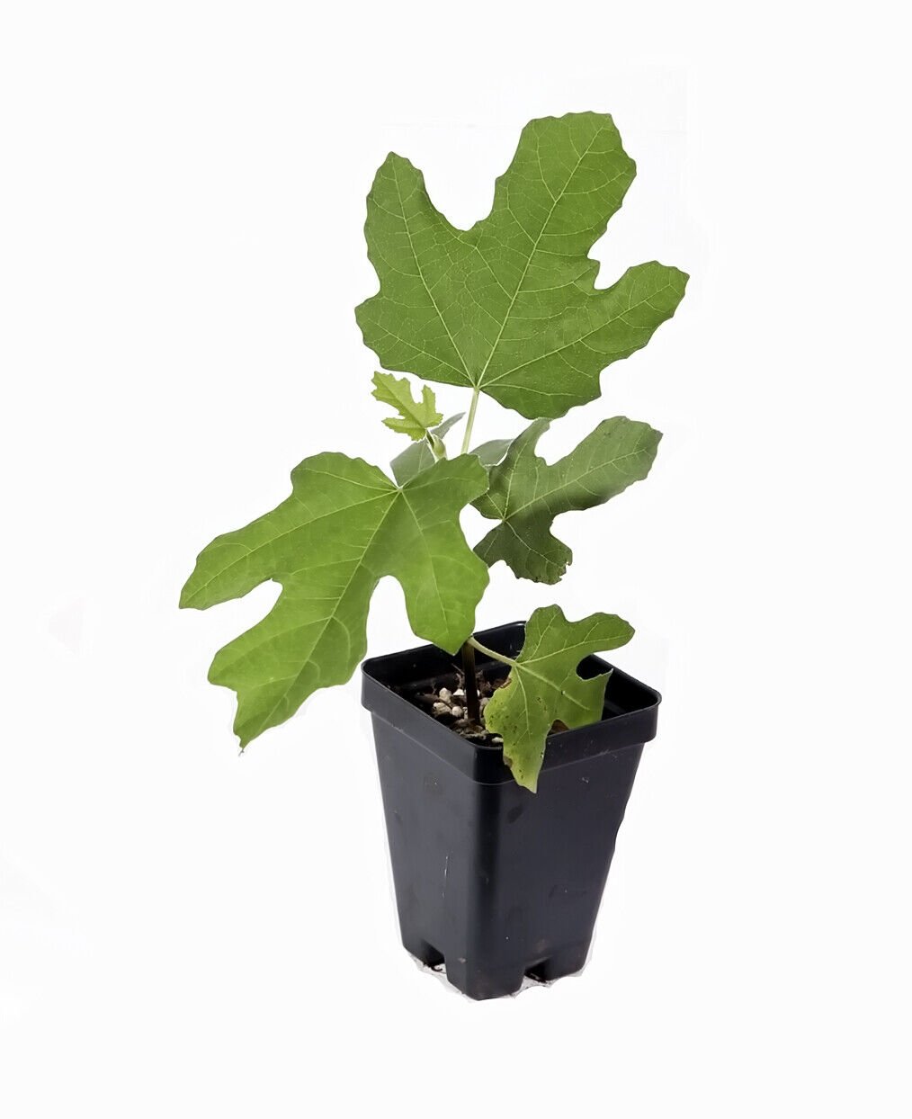 Texas Everbearing Fig – Ficus Carica - Live Plant