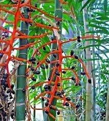 Chamaedorea tepejilote 4" Pot Palm Tree Rare Tropical