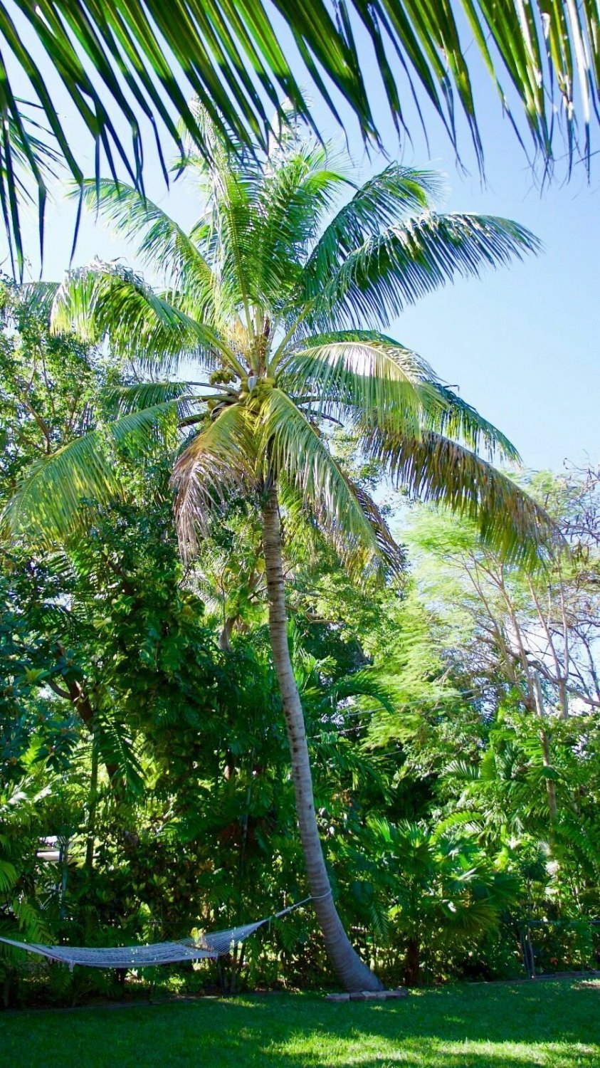 Coconut Panama/Pacific Tall 3 Gal / 10" Cocos Nucifera Palm Tree Live ...