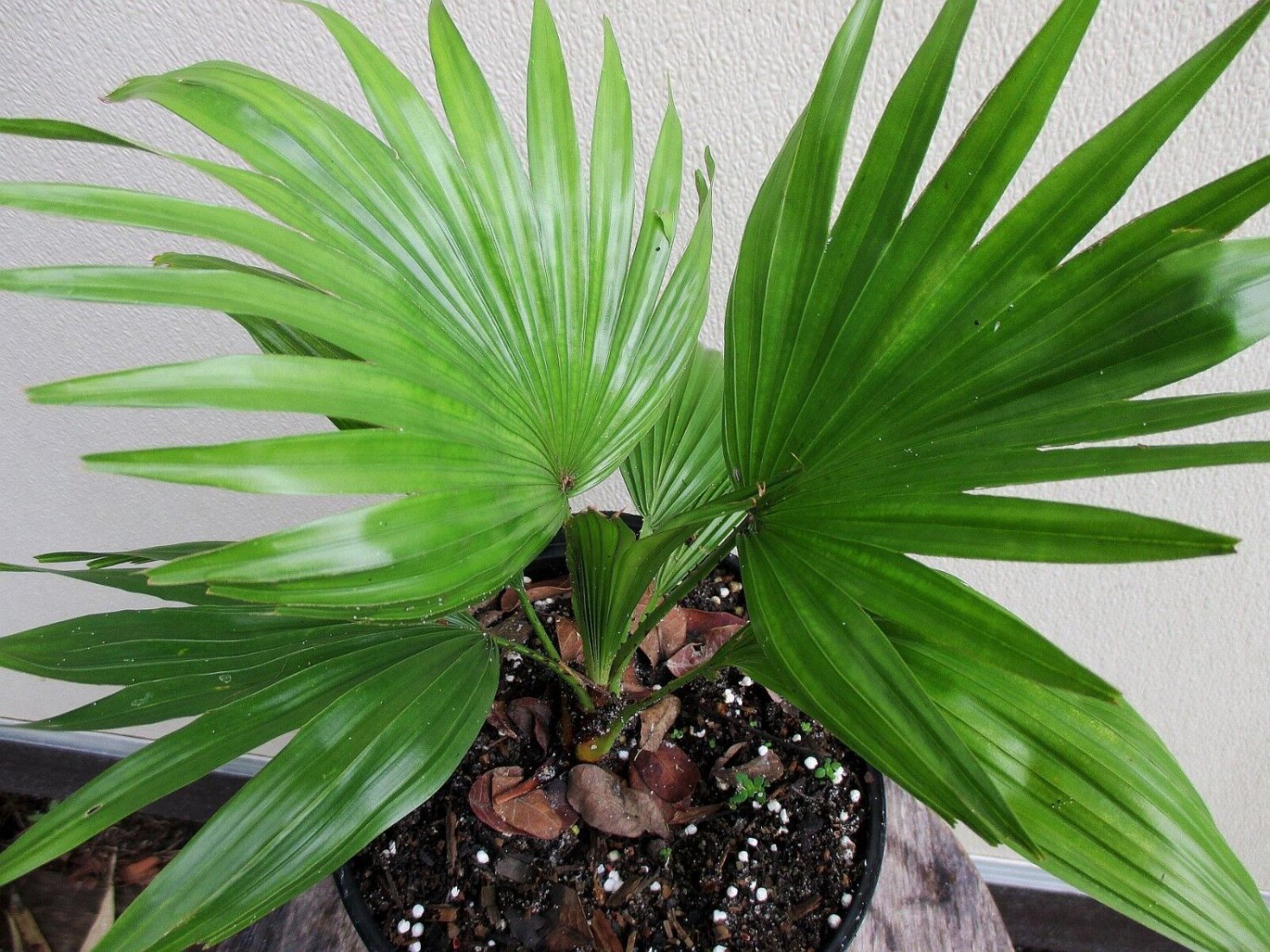 Saribus rotundifolia 4" pot "Footstool" Palm Tree Live Tropical Rare!