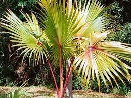 Latania lontaroides, Red Latan Palm Tree