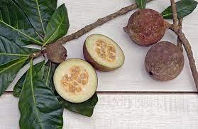 Genipa Americana Jagua Genipap Jenipapo Plant Fruit That Turn Anything Blue