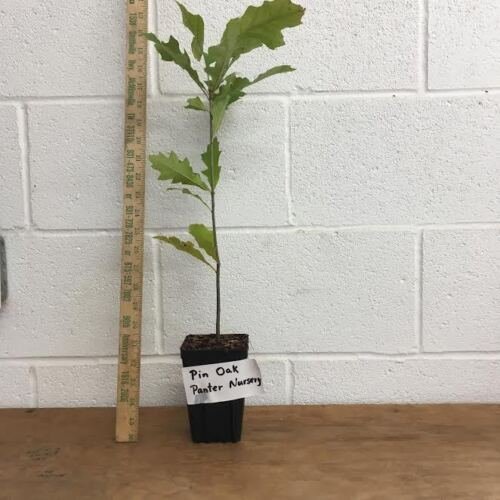 Pin Oak Tree-(quercus palustris)