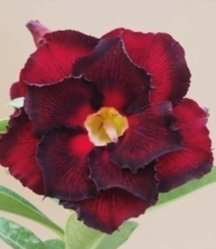 Adenium Obesum Grafted Plant "RED SKIRT" Desert Rose Plant