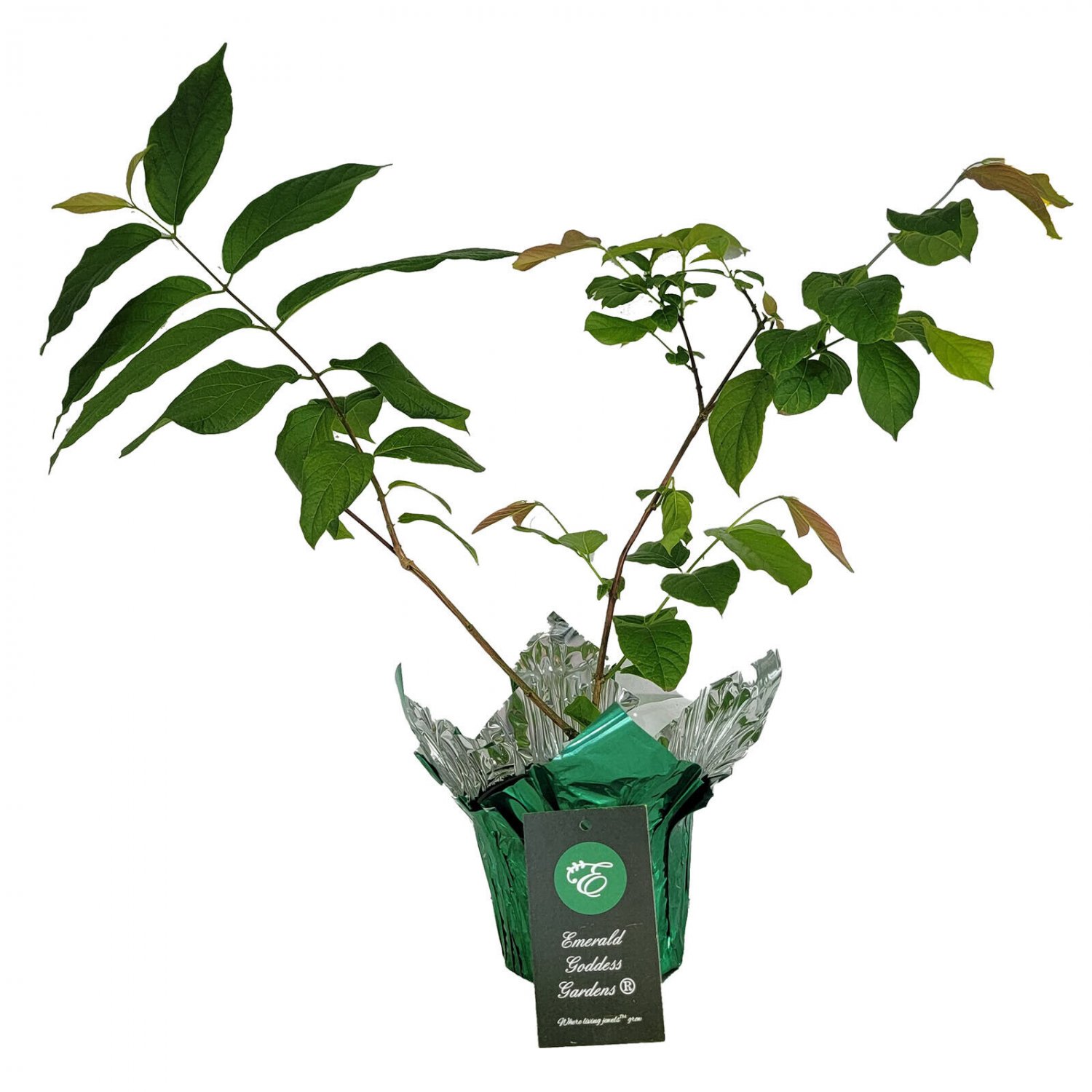 RANGOON CREEPER Rare Double Red Pink Flower Form Fragrant Vine Tropical ...