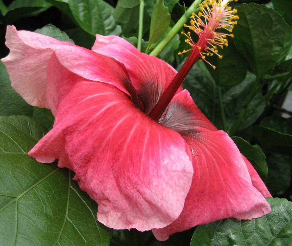 PARROTS BEAK Gmelina philippensis Rare Tropical Green Yellow Flowering ...