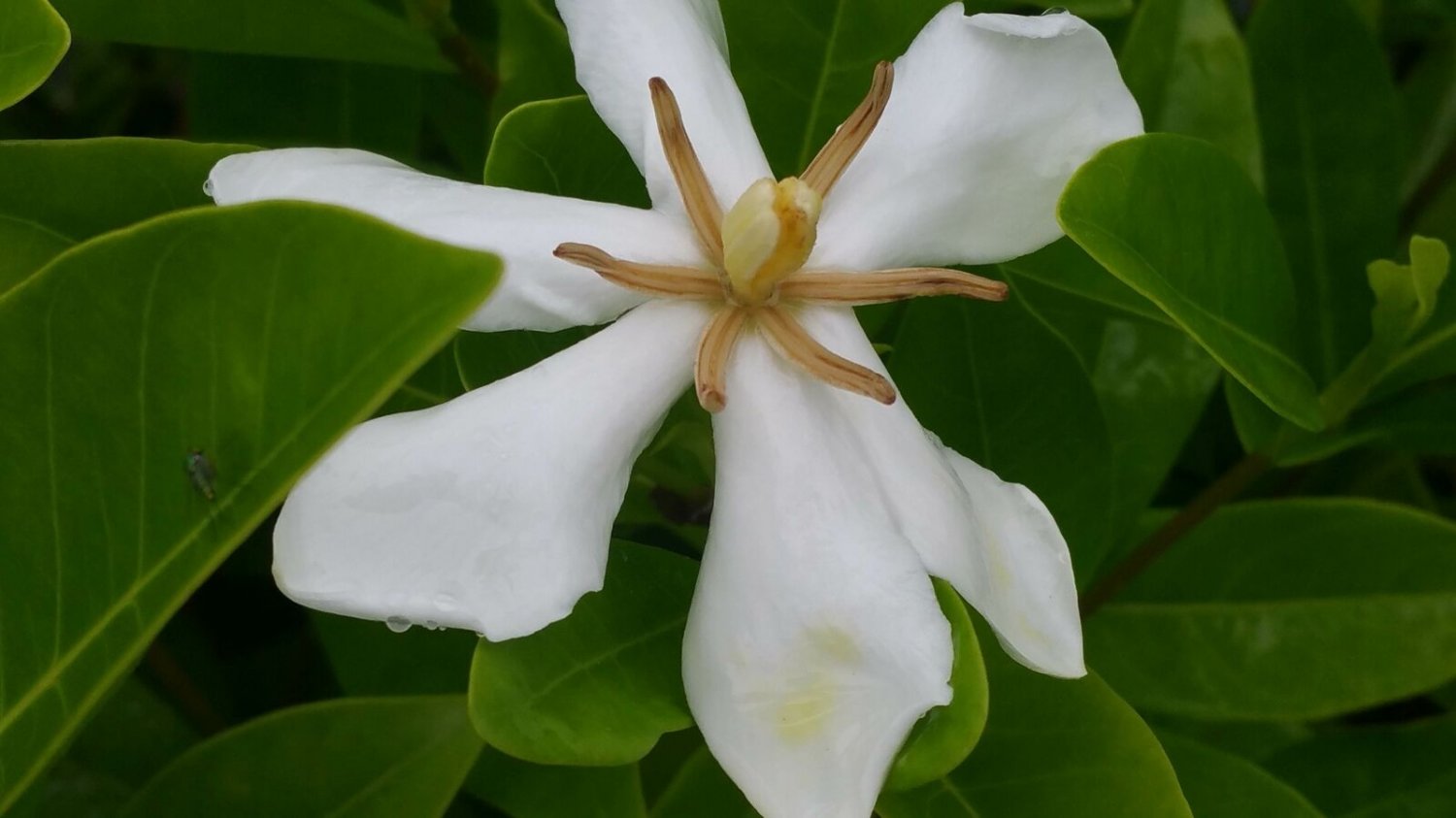 TAHITIAN Vietnamese Gardenia Live Plant Tiare Flower Fragrant Single ...