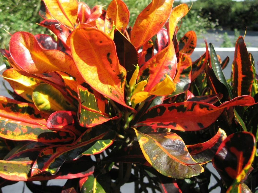 MAMMY FIRE Dwarf Corkscrew Tropical Croton Plant Heirloom Yellow Red ...