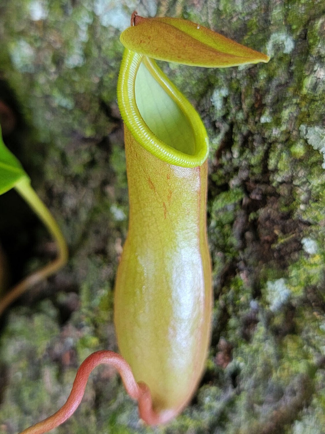 PITCHER PLANT Nepenthes ventricosa Unusual Indoor Shade Carnivorous ...