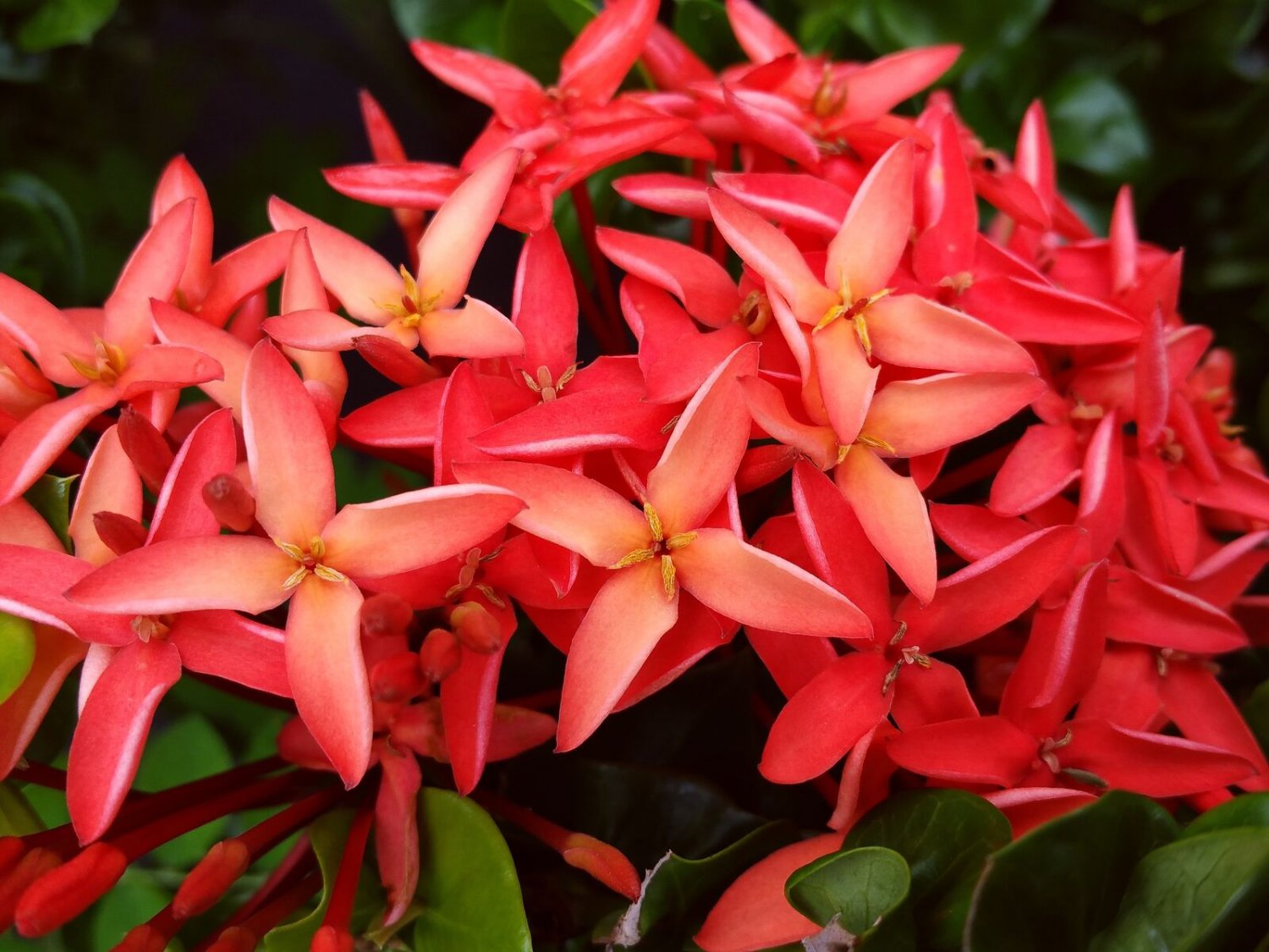 SIAM RIBBON Red Dwarf Ixora Plant Rare Unique Unusual Curled Leaf