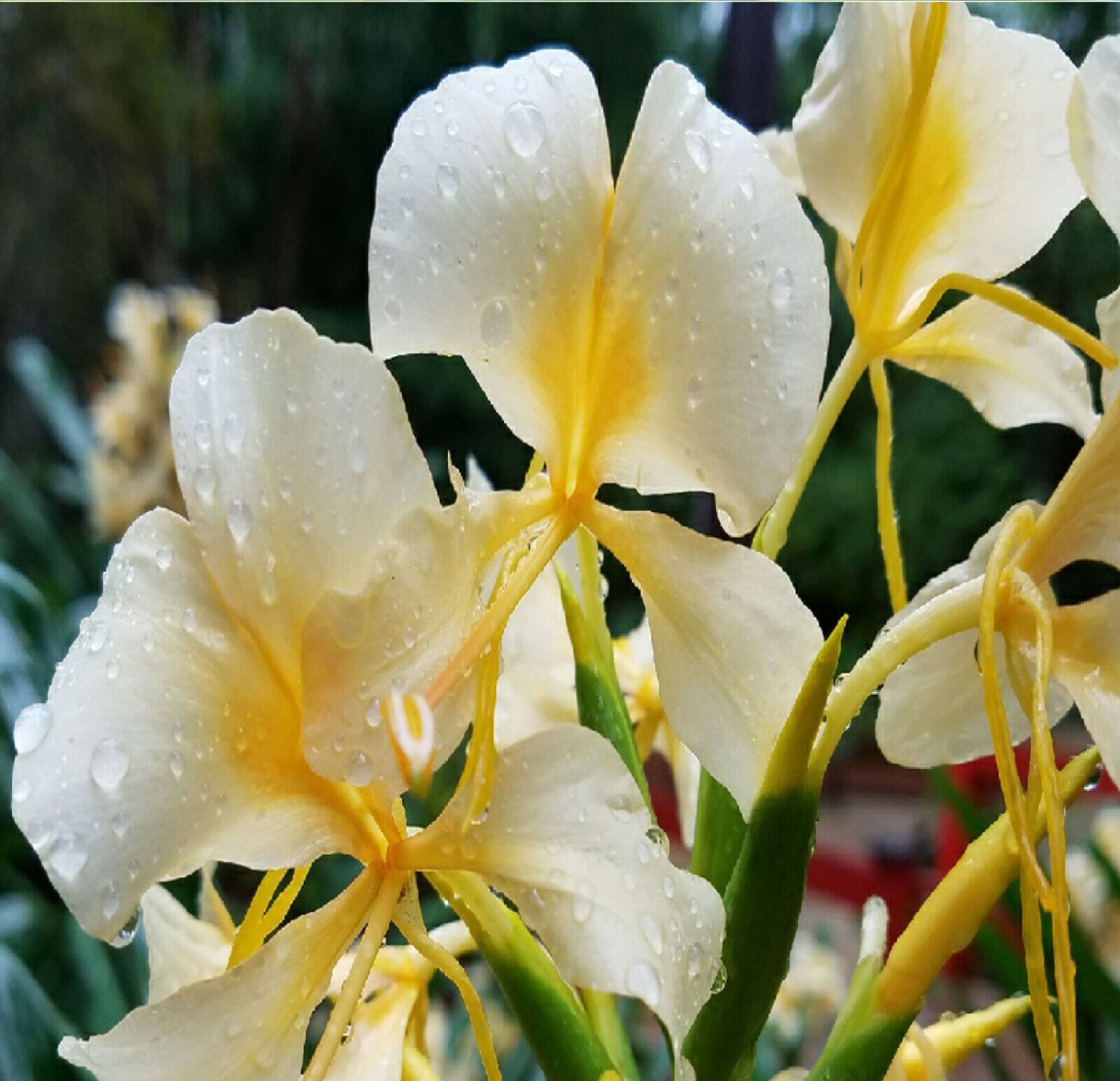 HAWAIIAN WHITE GINGER HEDYCHIUM CORONARIUM 2 ROOTS STARTER ROOT- Fragrant