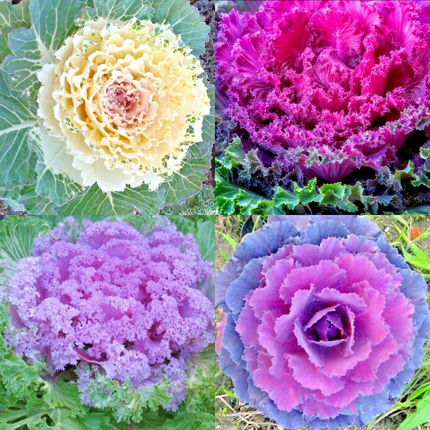 30 ORNAMENTAL KALE SEEDS SPRING FLOWERING VEGETABLE GARDEN CABBAGE NON ...