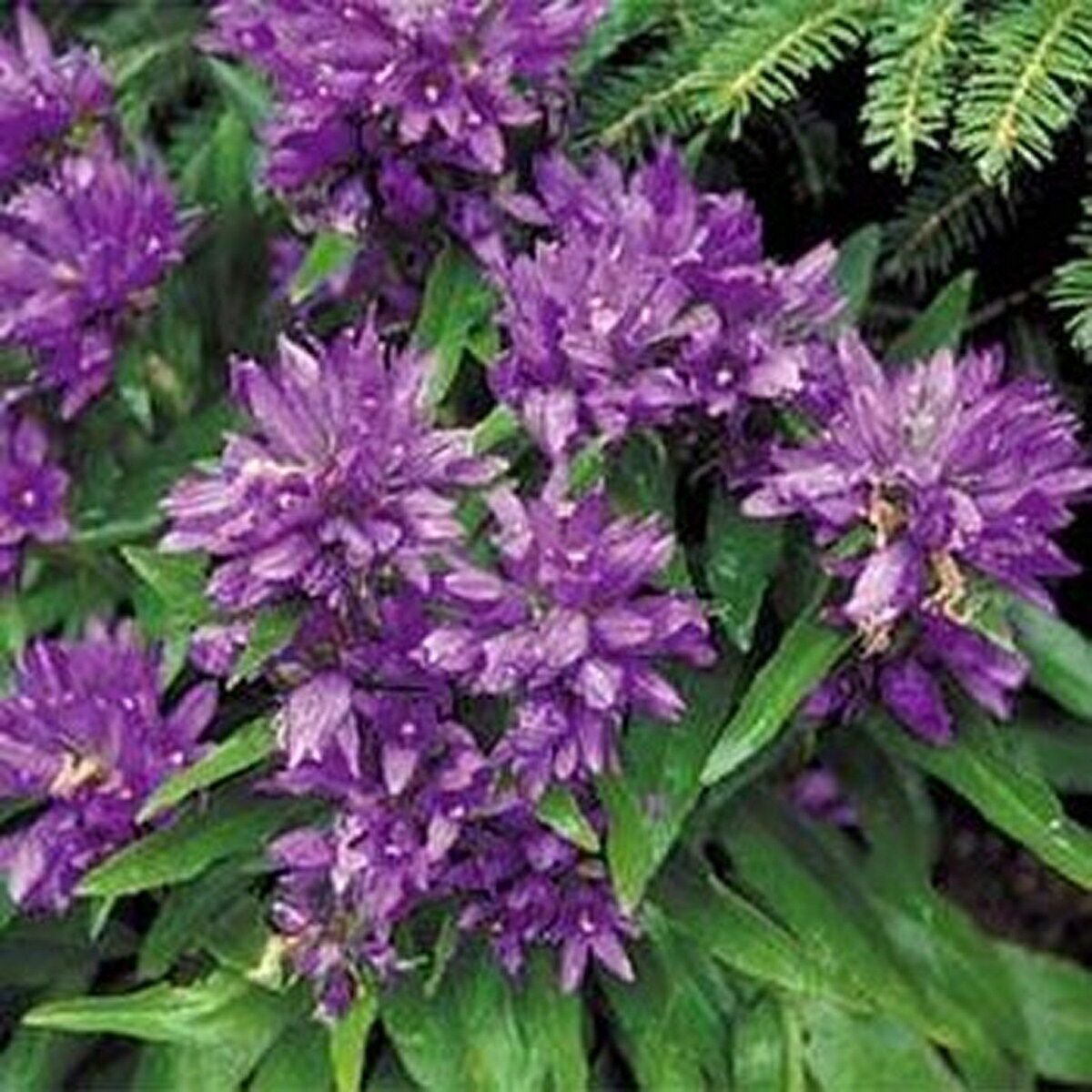 Bellflower- Cluster (Campanula Glomerata Acaulis)- 100 Seeds