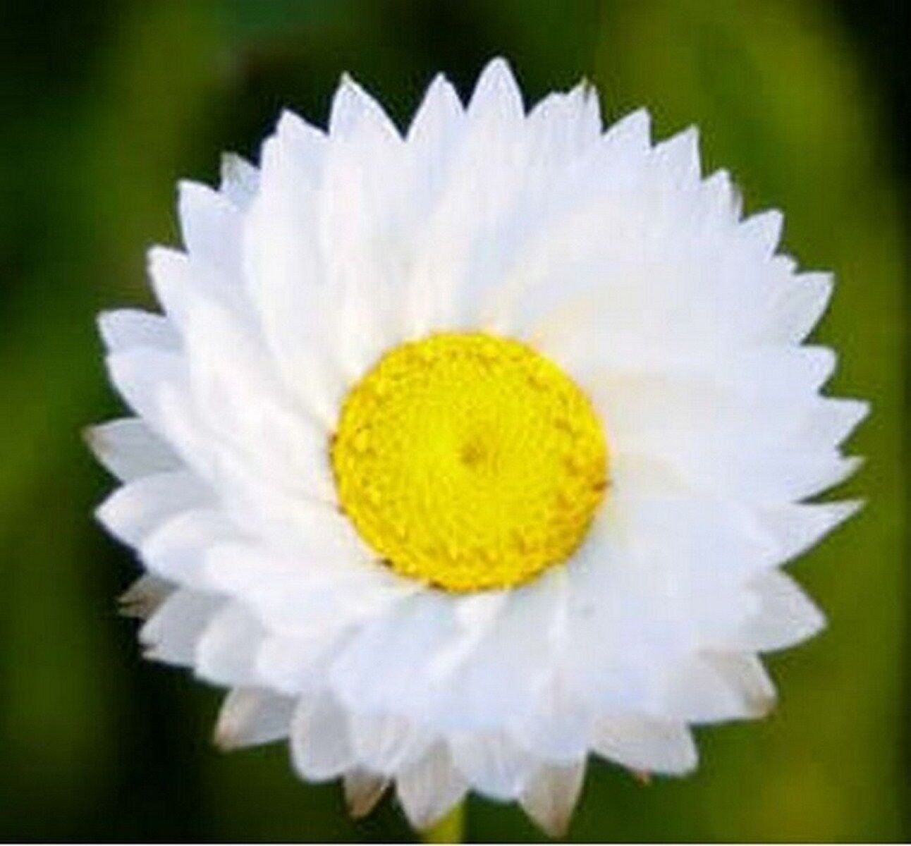 Winged Everlasting- Ammobium Alatum Grandiflorum - 100 Seeds