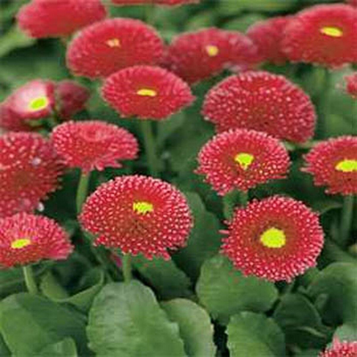 Bellis (Perennis Super Enorma)- Red - 100 Seeds