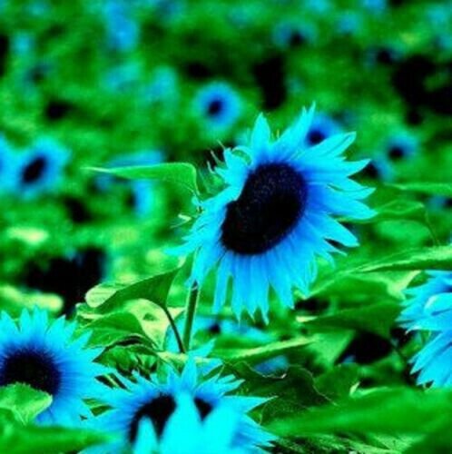 50 SEEDS Blue DWARF SUNFLOWERS Flowers Miniature Flower Blooms
