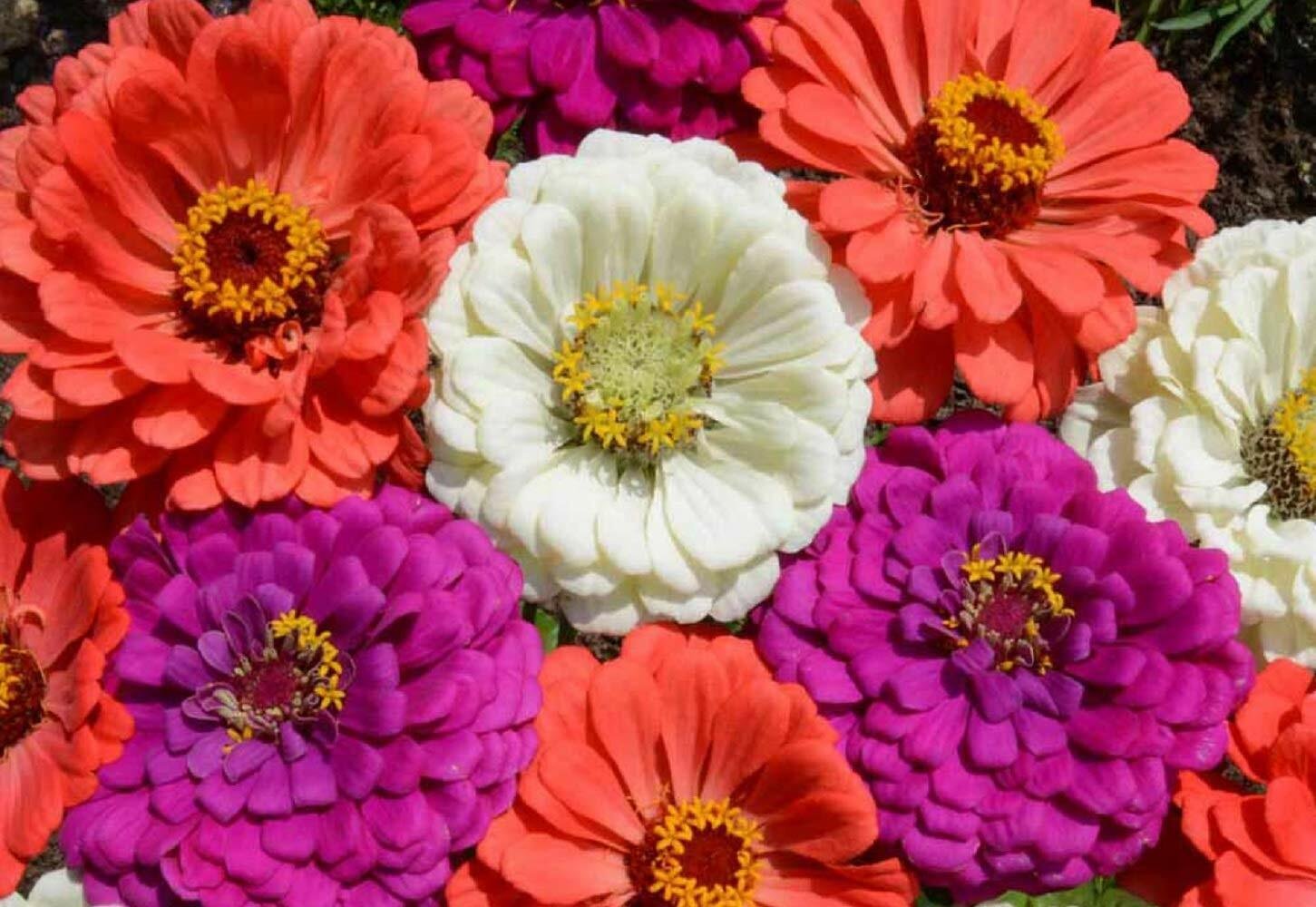 100 Zin Master Zinnia Seeds