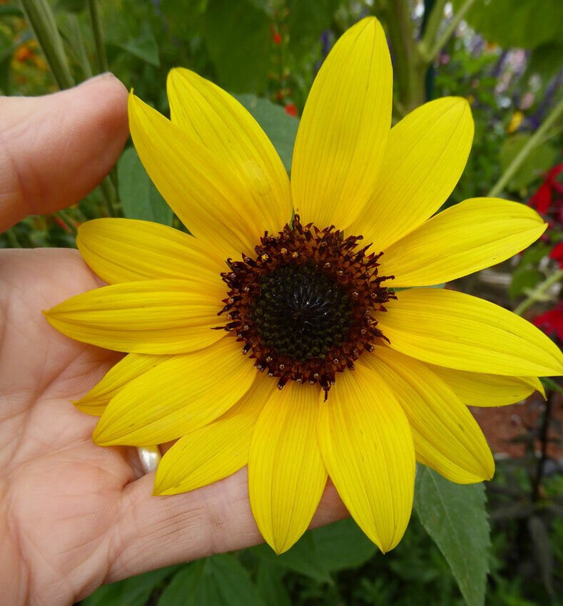 200 Organic Wild Native Annual Sunflower seeds