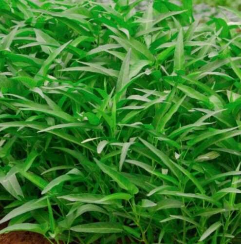50+ Thai Water Spinach seeds Ong Choy Kangkong Kong Xin Cai Garden ...