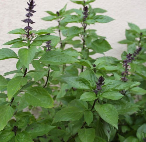 100+ Thai Basil Seeds(Ocimum basilicum)Khmer Chi neang Voang Jiu Ceng ...