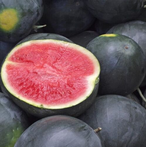 50 Black Diamond Watermelon Seeds - Late Season Bruise Resistant ...