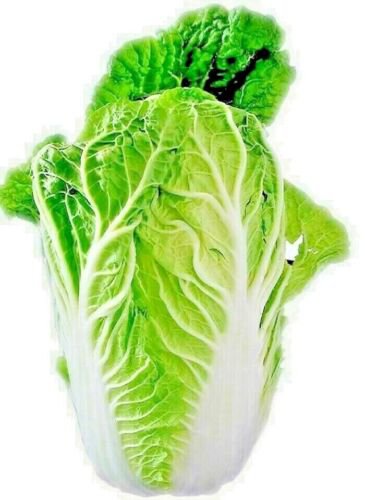 500+ CHINESE CABBAGE SEEDS SPRING GARDEN VEGETABLE SALADS GREENS ...